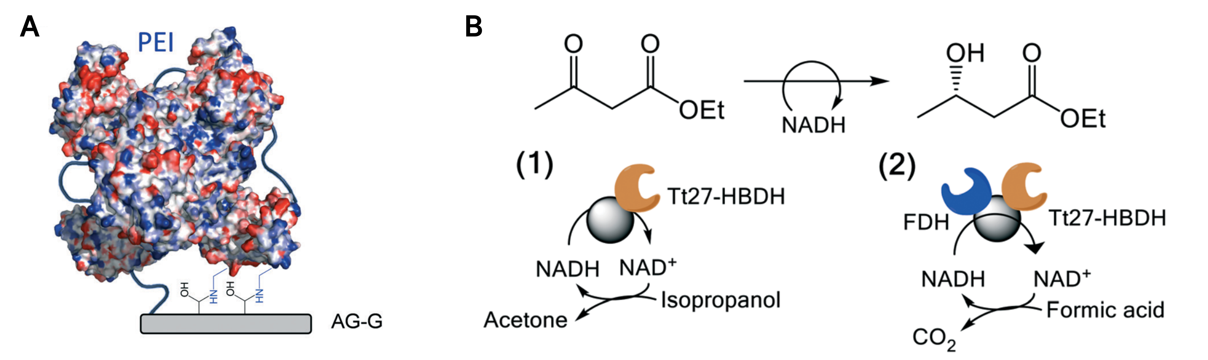 Enzyme Immobilization using agarose resins supports - Agarose Bead ...